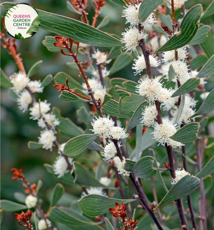 Buy Hakea salicifolia Online in Australia – Queens Garden Centre