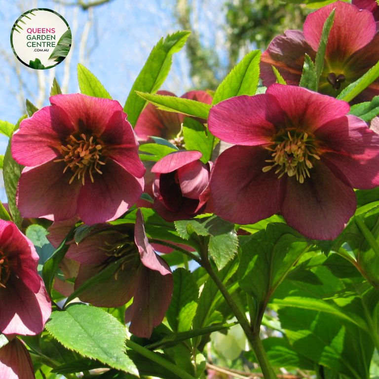 Buy Helleborus Anna Red Online in Australia – Queens Garden Centre