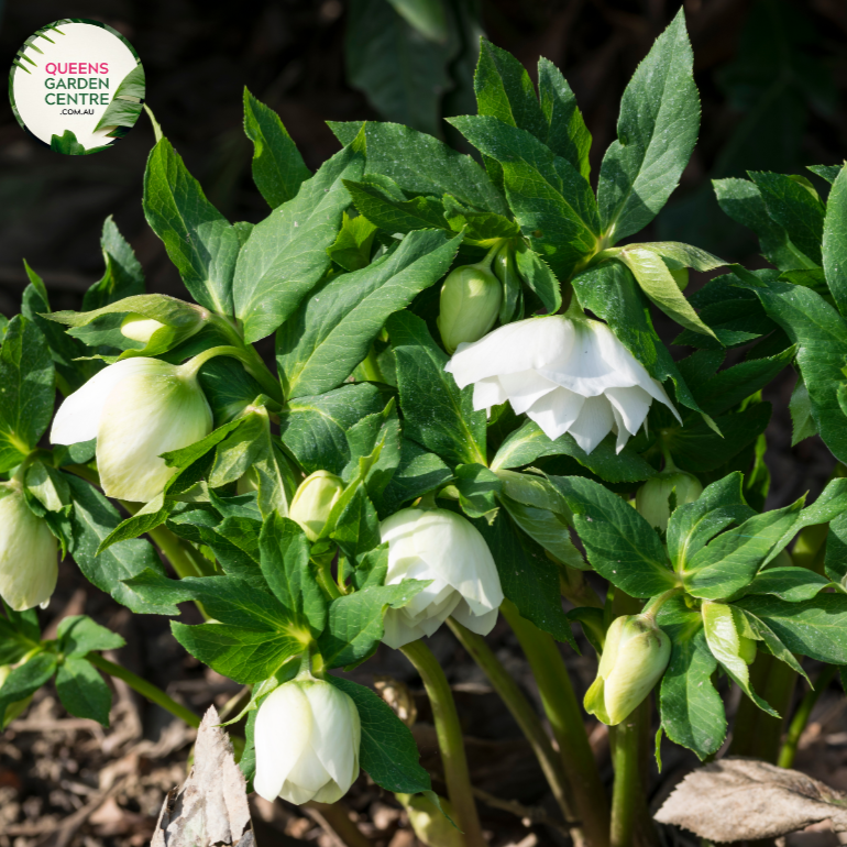 Buy Helleborus Gold Collection Ice Breaker Max Online in Australia ...