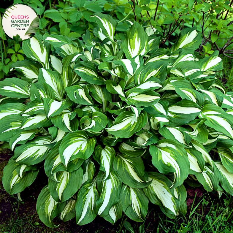 Buy Hosta Minute Man Online in Australia – Queens Garden Centre