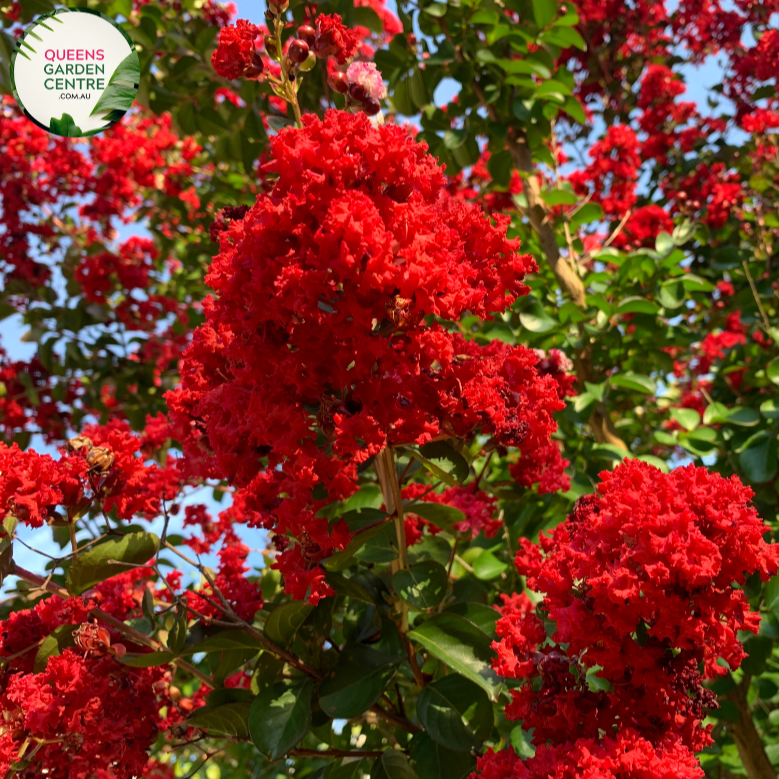 Buy Lagerstroemia Diamonds In The Dark Best Red Crepe Myrtle Online in ...