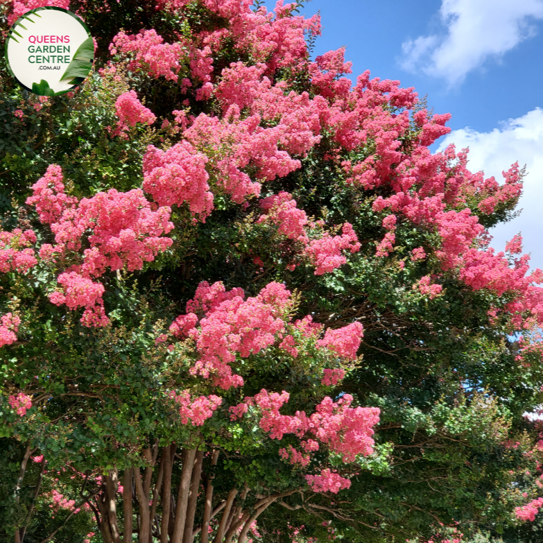 Buy Lagerstroemia Hopi Crepe Myrtle Online in Australia – Queens Garden ...