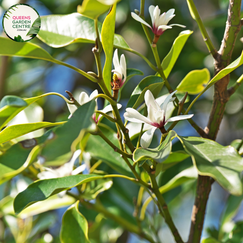 Buy Michelia alba Online in Australia – Queens Garden Centre