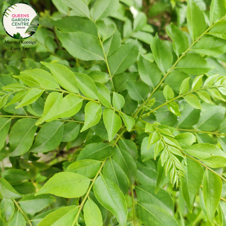 Buy Murraya Koenigii Curry Tree Online in Australia – Queens Garden Centre