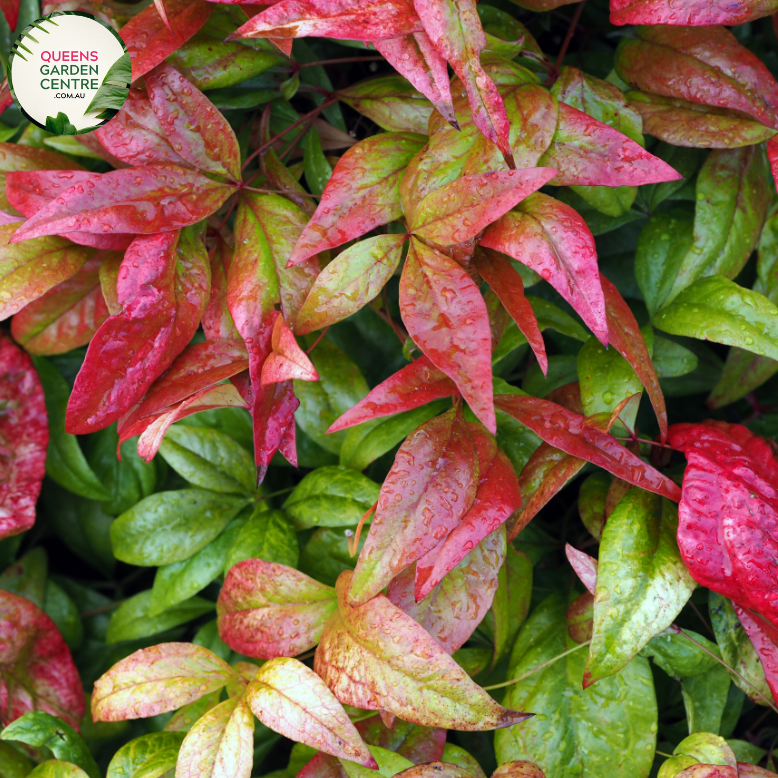 Nandina Domestica Moon Bay Nandina Moon Bay GardenView Plant Nursery
