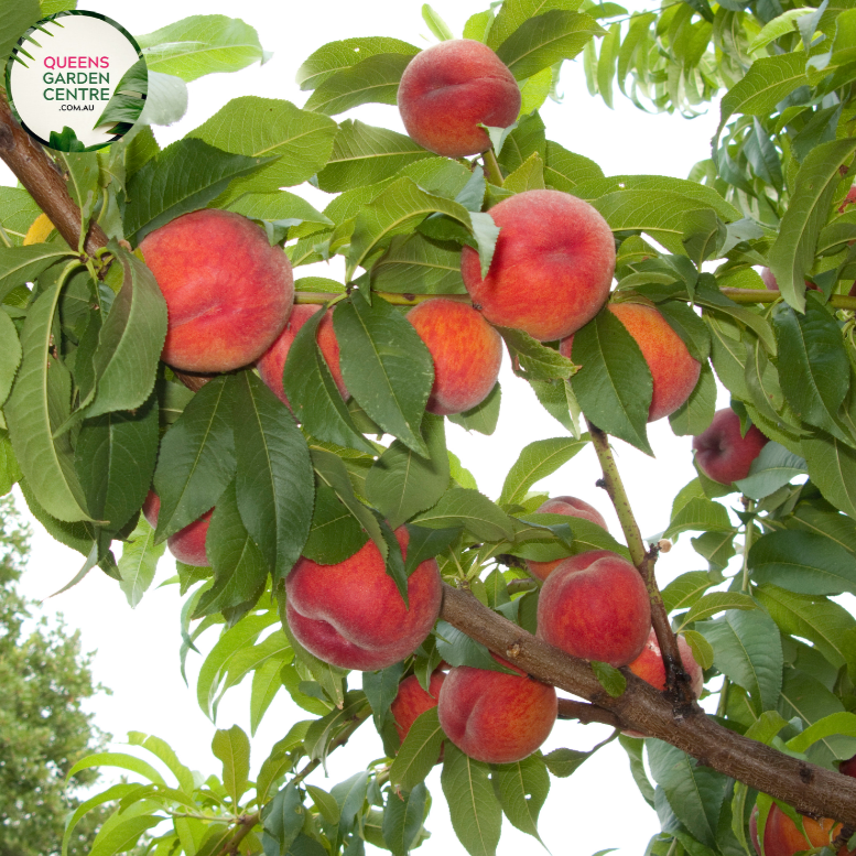 Buy Nectarine - Fantasia Prunus persica var. nucipersica Online in ...