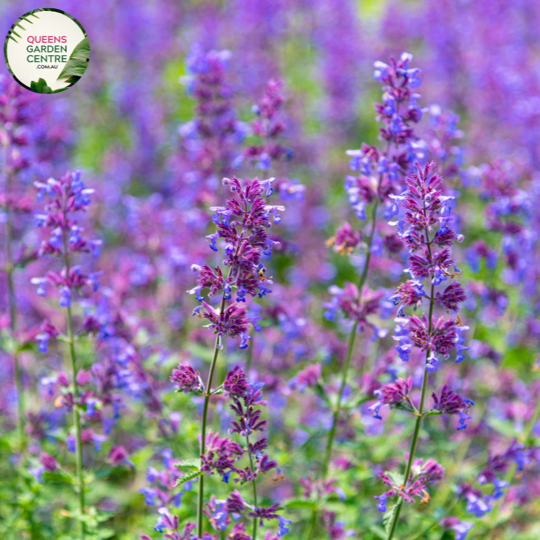 Buy Nepeta X Faassenii 'Dropmore' Online in Australia – Queens Garden ...