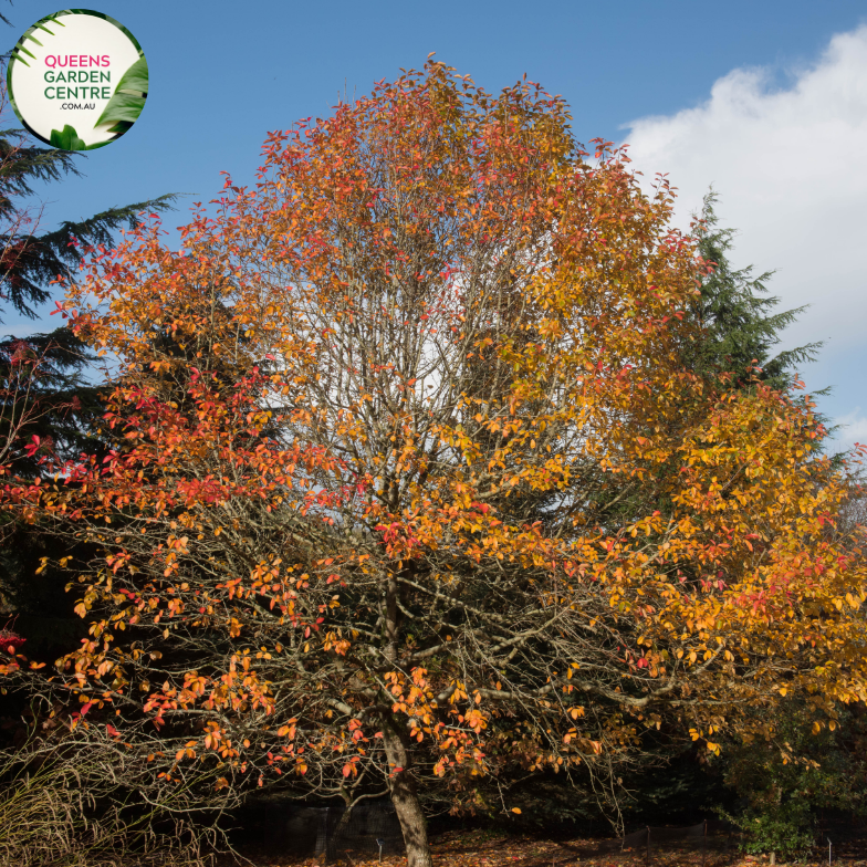 Buy Nyssa Sylvatica Tupelo Online in Australia – Queens Garden Centre