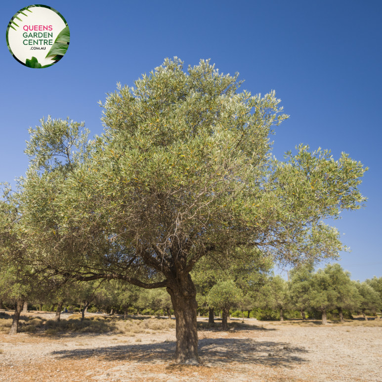 Buy Olive Olea Europaea Garden Harvest Online in Australia – Queens ...