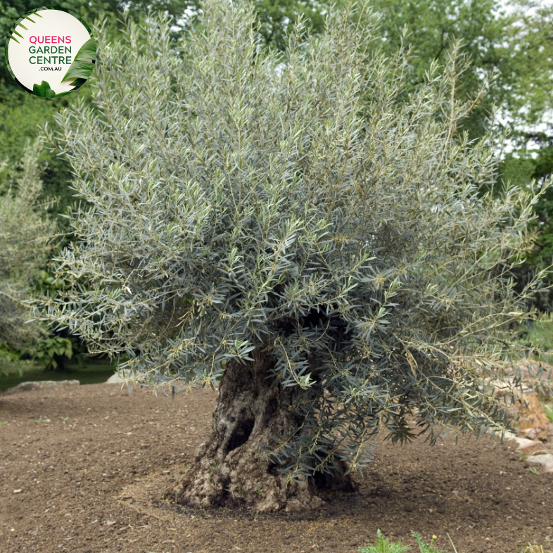 Buy Olive Olea Europaea Kalamata Online in Australia – Queens Garden Centre