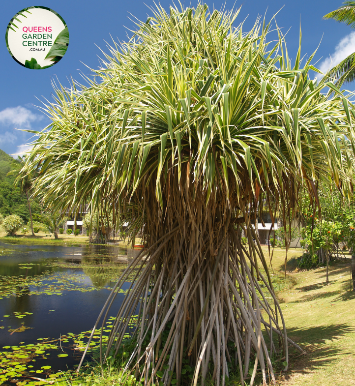 Buy Pandanus Pedunculatus Online in Australia | Pandanus Pedunculatus ...