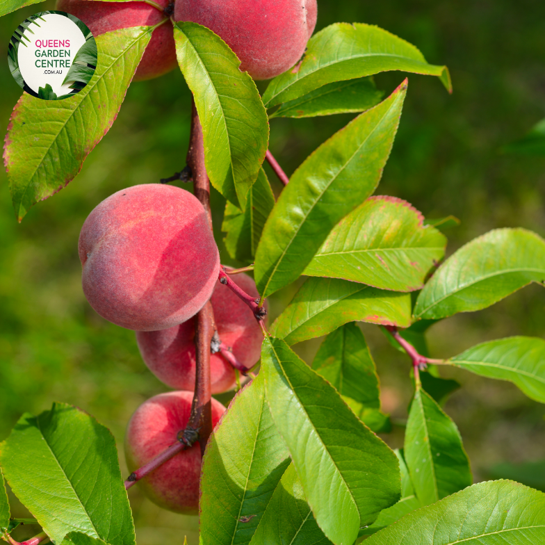Buy Peach - Anzac Prunus persica Online in Australia – Queens Garden Centre