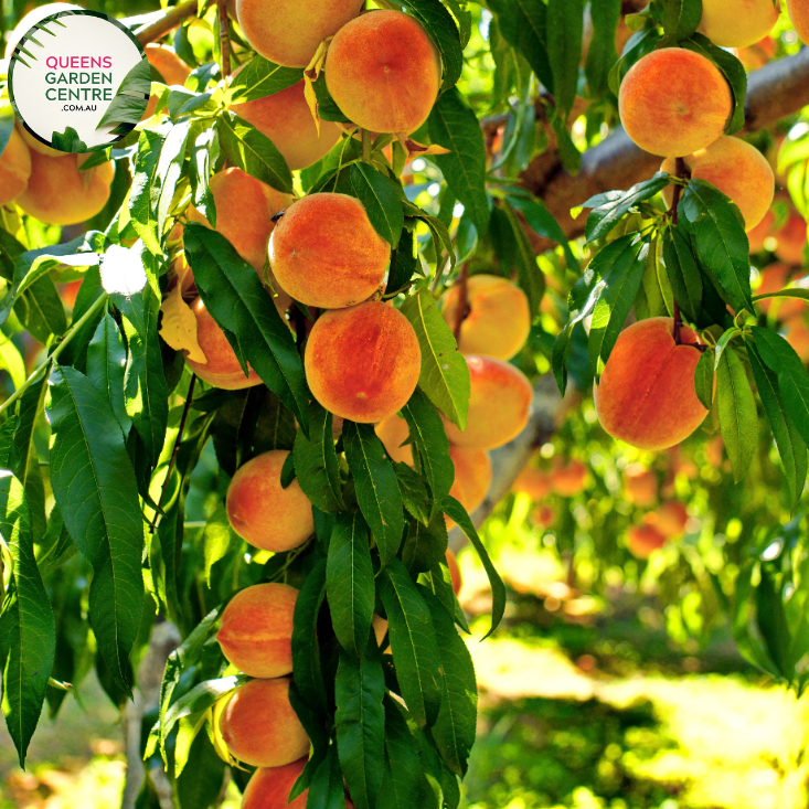 Buy Peach - Golden Queen Prunus Persica Online in Australia – Queens ...