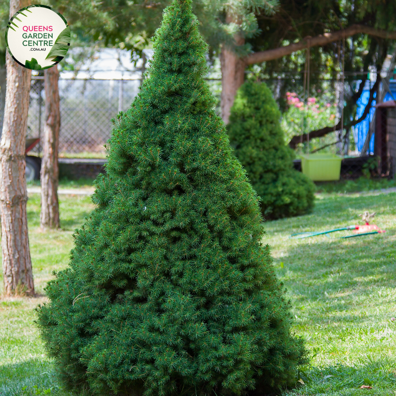 Buy Picea Glauca Albertiana Conica Online in Australia – Queens Garden ...