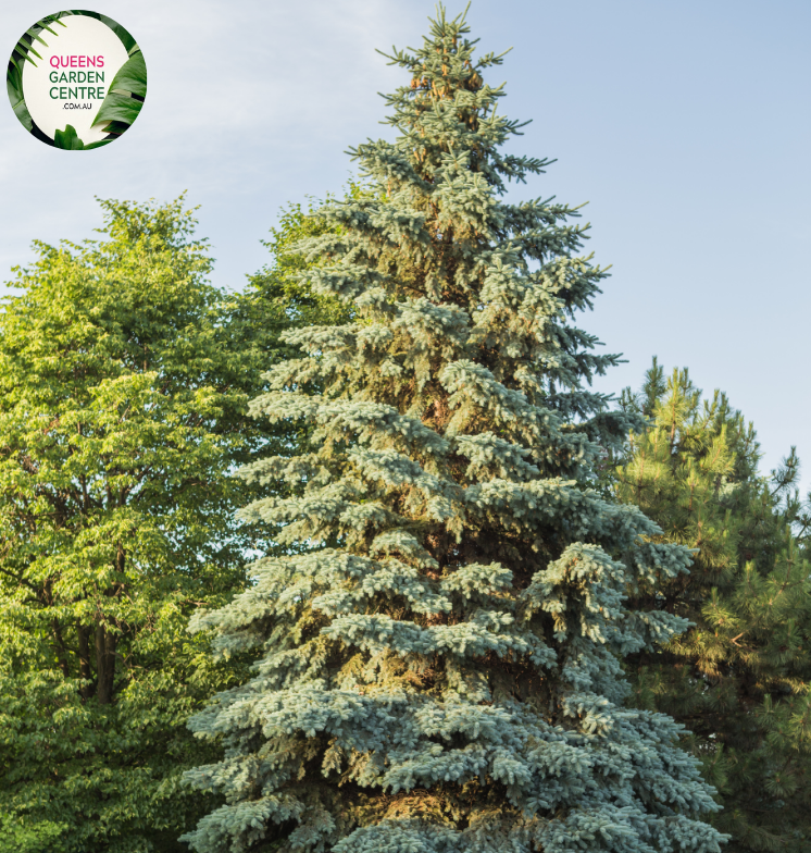 Buy Picea Pungens Fat Albert Blue Spruce Online in Australia – Queens ...