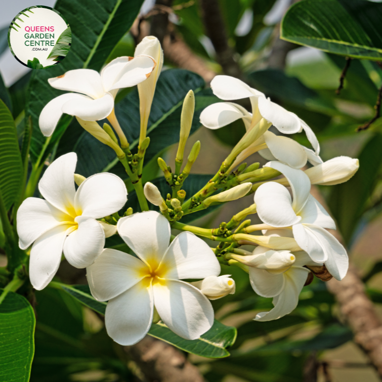 Buy Plumeria Stenophylla White Magic Dwarf Frangipani Online in ...