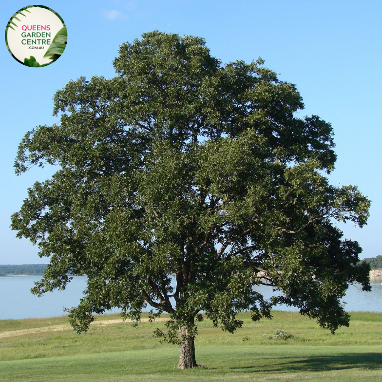 Pictures And Description Of The Turkey Oak Quercus Cerris