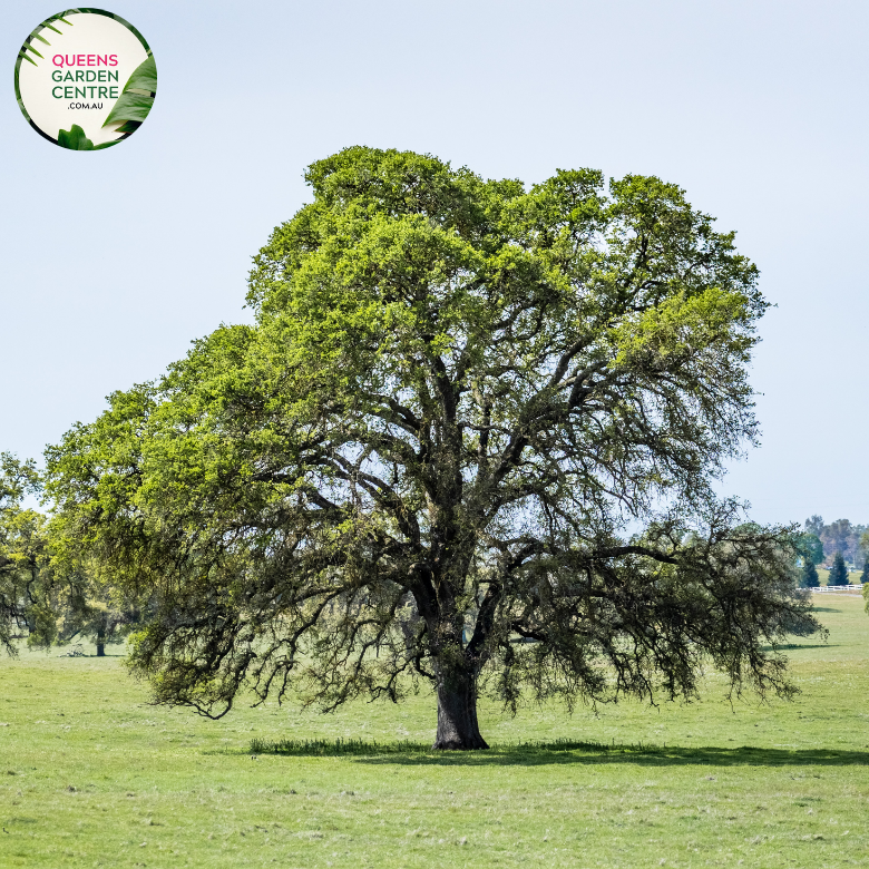 Quercus Lobata Size