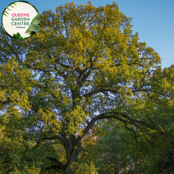 Buy Quercus Robur English Oak Online in Australia | Quercus Robur ...