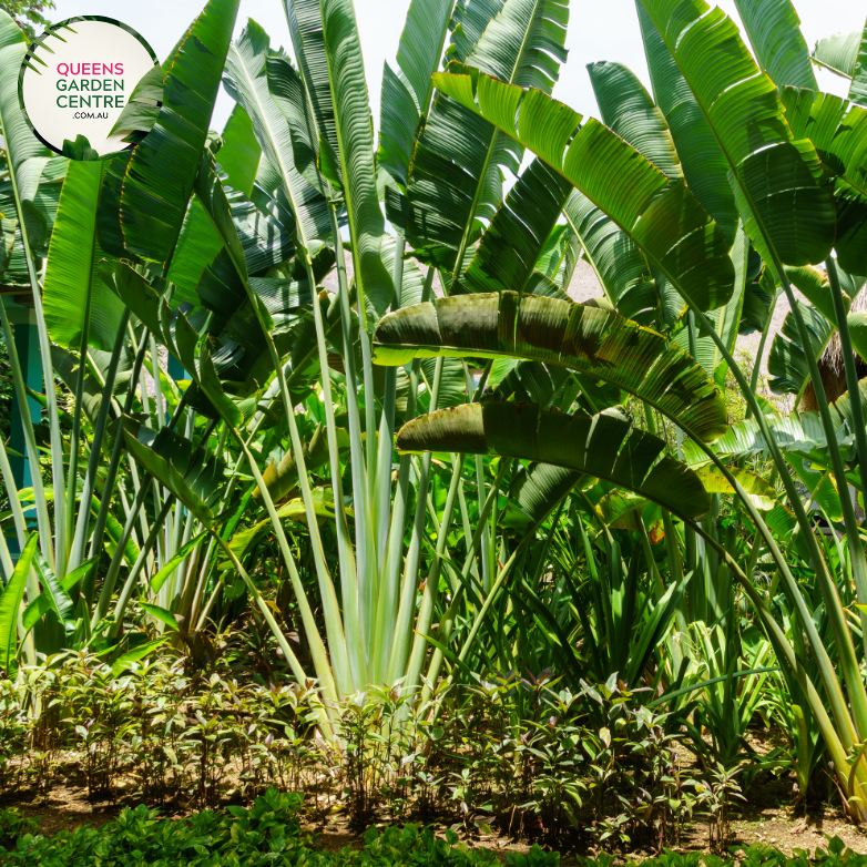 Buy Ravenala Madagascariensis Online in Australia | Ravenala ...