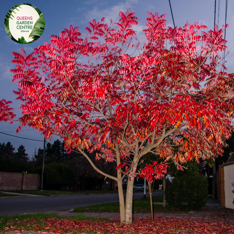 Buy Rhus Typhina Staghorn Sumac Online in Australia – Queens Garden Centre