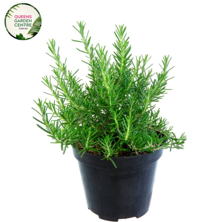Buy Rosemary 'Chef's Choice' Online in Australia | Rosemary – Queens ...