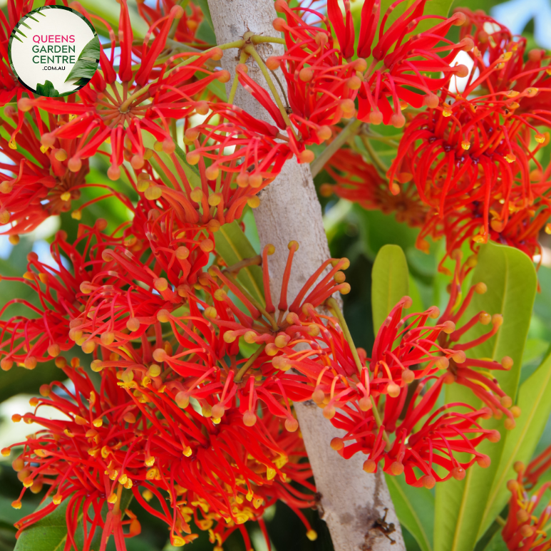 Buy Stenocarpus Sinuatus Firewheel Tree Online in Australia – Queens ...