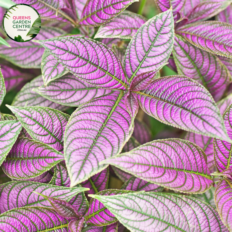 Buy Strobilanthes Gossypinus Online in Australia – Queens Garden Centre
