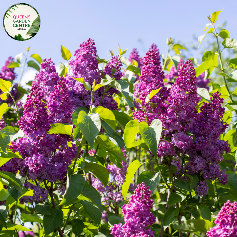 Buy Syringa vulgaris 'Congo Online in Australia | Syringa – Queens ...