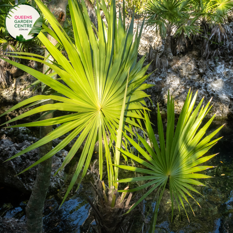 Buy Thrinax Radiata Online in Australia – Queens Garden Centre