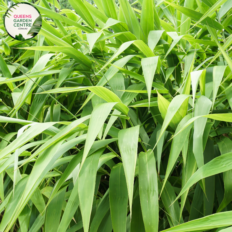 Buy Thysanolaena maxima Tiger Grass Online in Australia – Queens Garden ...
