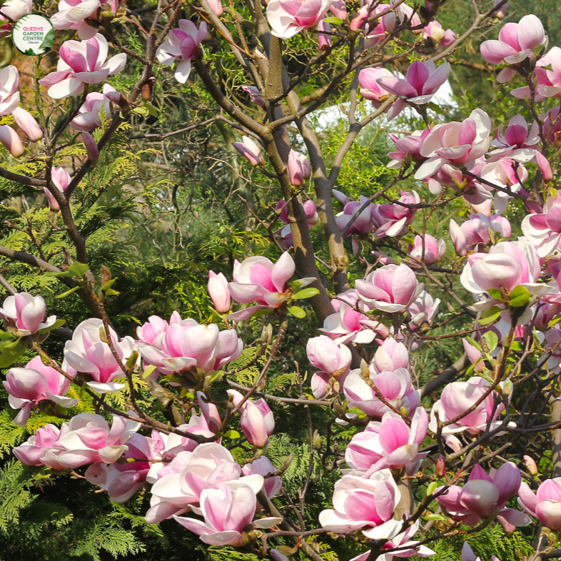 Buy Magnolia 'Pink Boquet' Online in Australia – Queens Garden Centre