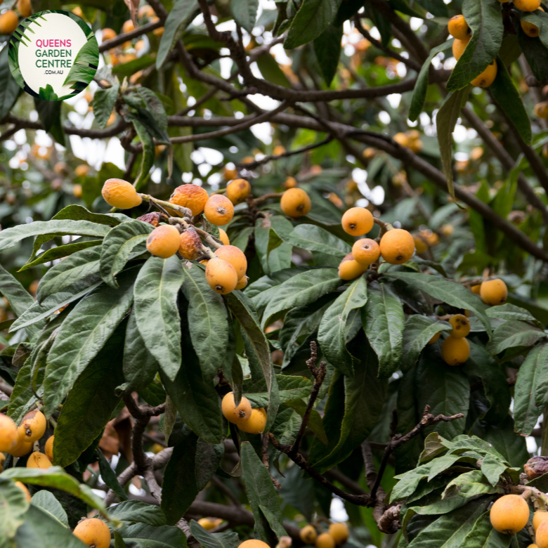 Buy Loquat - Enormity Eriobotrya japonica Online in Australia – Queens ...