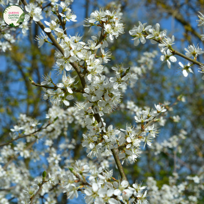 Buy Pyrus Nivalis Snow Pear Online in Australia – Queens Garden Centre