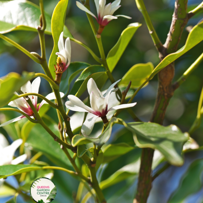 Buy Michelia 'Inspiration' PBR Online in Australia – Queens Garden Centre