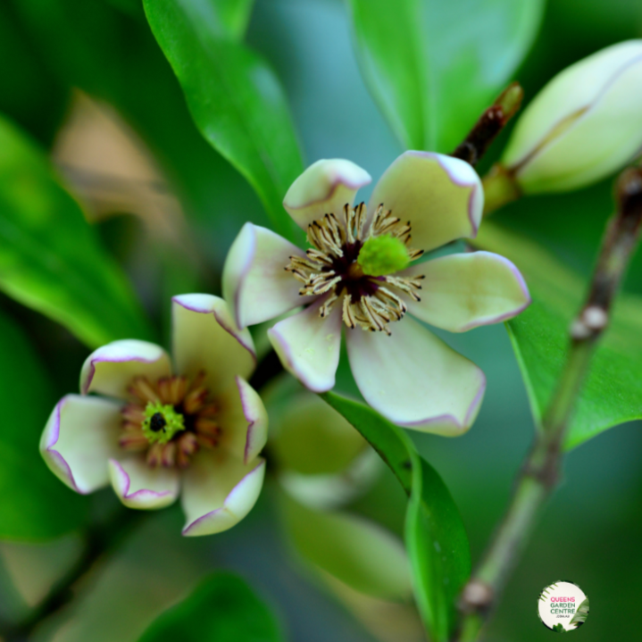 Buy Michelia Yunnanensis Scented Pearl (Magnolia) Online in Australia ...