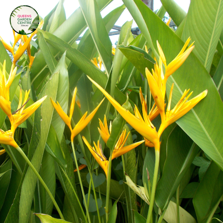 Buy Heliconia Bihai Yellow Dancer Online In Australia – Queens Garden ...