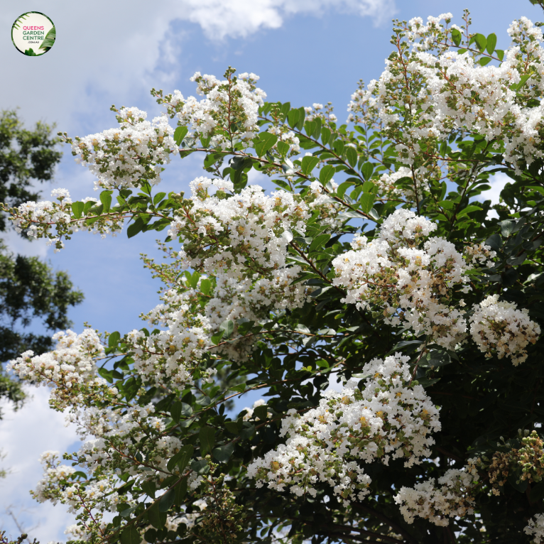 Buy Lagerstroemia Fauriei Fantasy(Crepe myrtle) Online in Australia ...