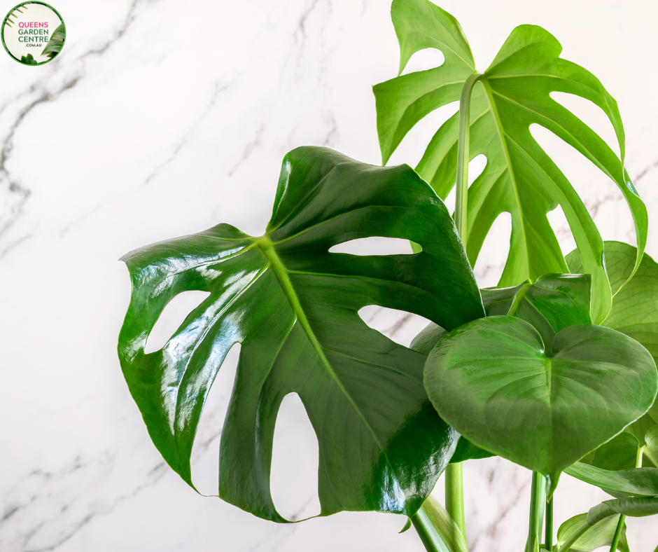 Buy Monstera Deliciosa Tauerii Online in Australia – Queens Garden Centre