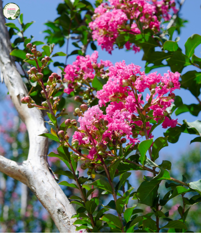 Buy Lagerstroemia indica New Orleans Crepe Myrtle Online in Australia ...