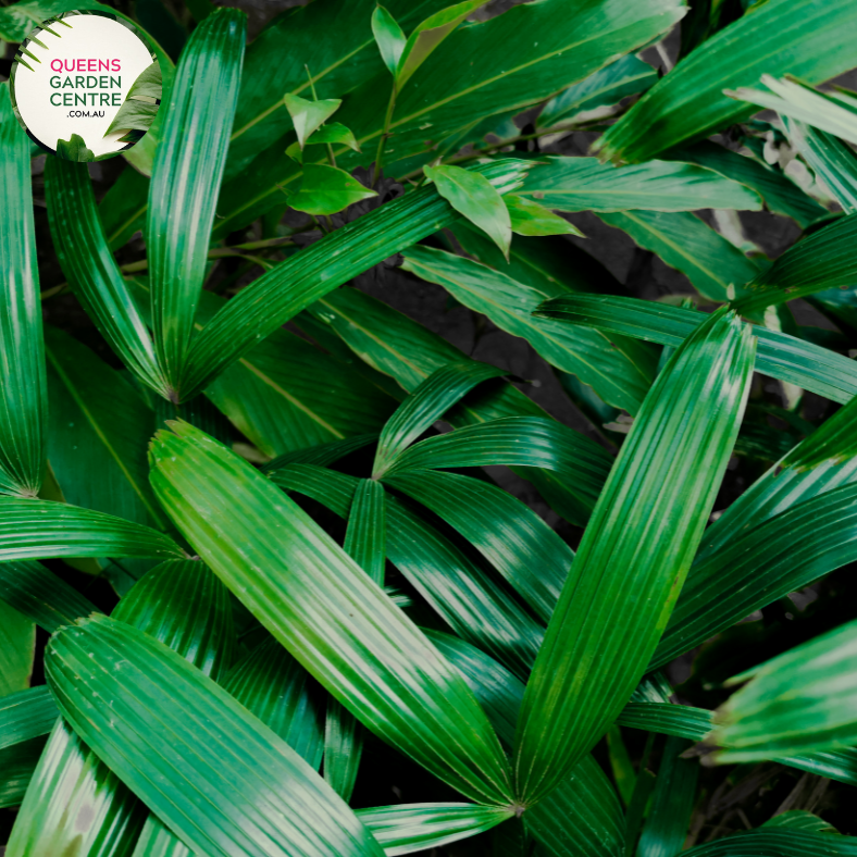 Buy Rhapis Excelsa Multi Planted Online In Australia – Queens Garden Centre