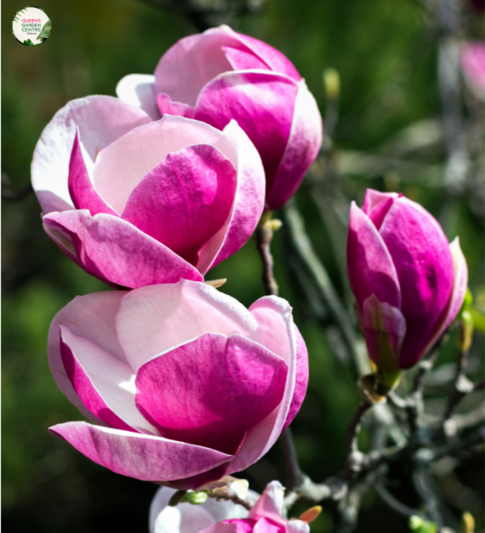 Buy Magnolia "Cleopatra" PBR Online in Australia | Magnolia "Cleopatra ...