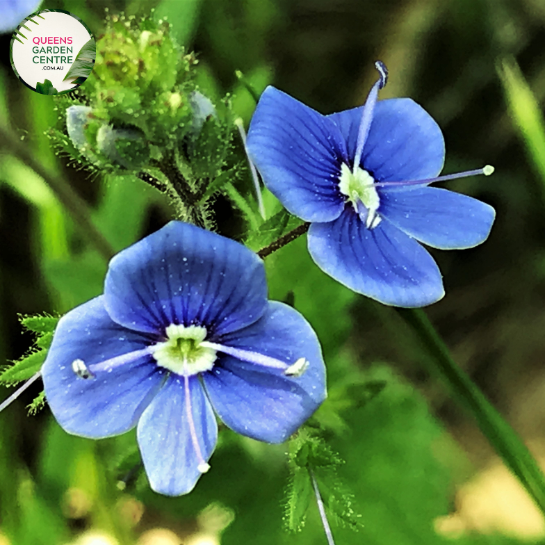 Buy Veronica perfoliata Online in Australia | Veronica perfoliata ...