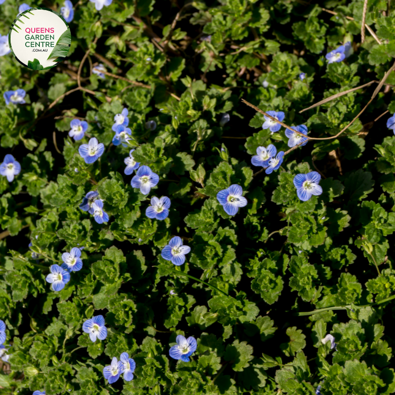 Buy Veronica perfoliata Online in Australia | Veronica perfoliata ...