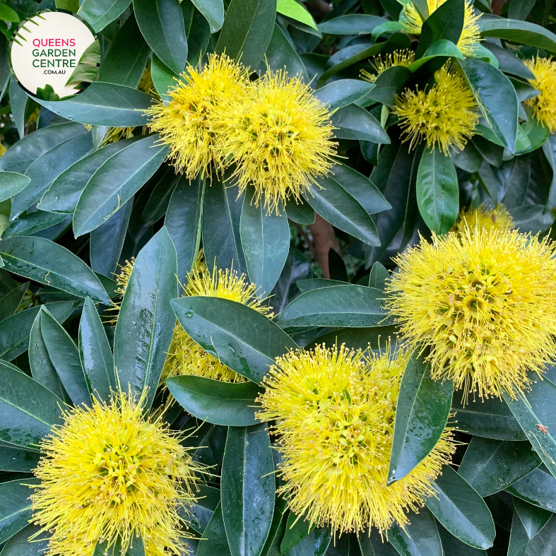 Buy Xanthostemon Chrysanthus Fairhill Gold Online in Australia – Queens ...