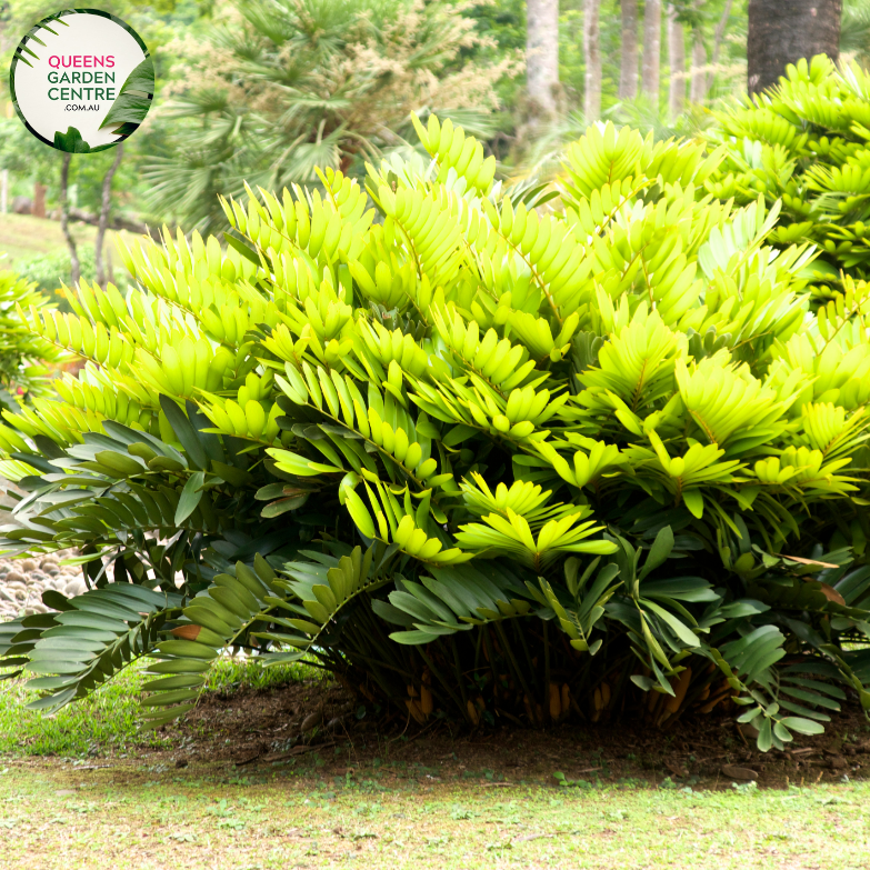 Buy Zamia Furfuracea Online in Australia – Queens Garden Centre