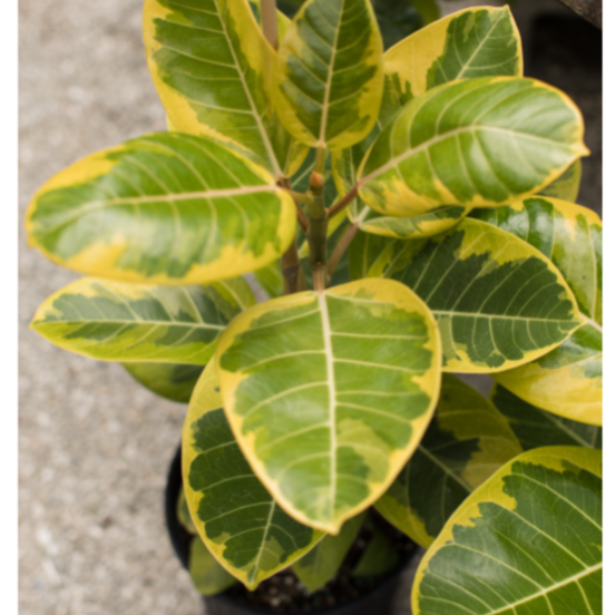 Buy Ficus Altissima Yellow Gem Online in Australia – Queens Garden Centre
