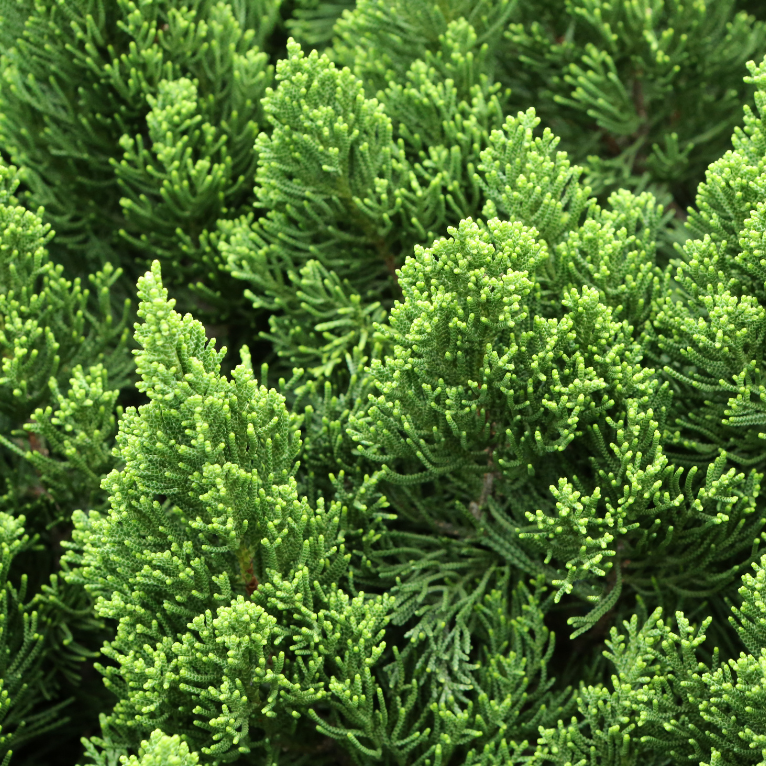 Buy Juniperus chinensis Pyramidalis Online in Australia – Queens Garden ...