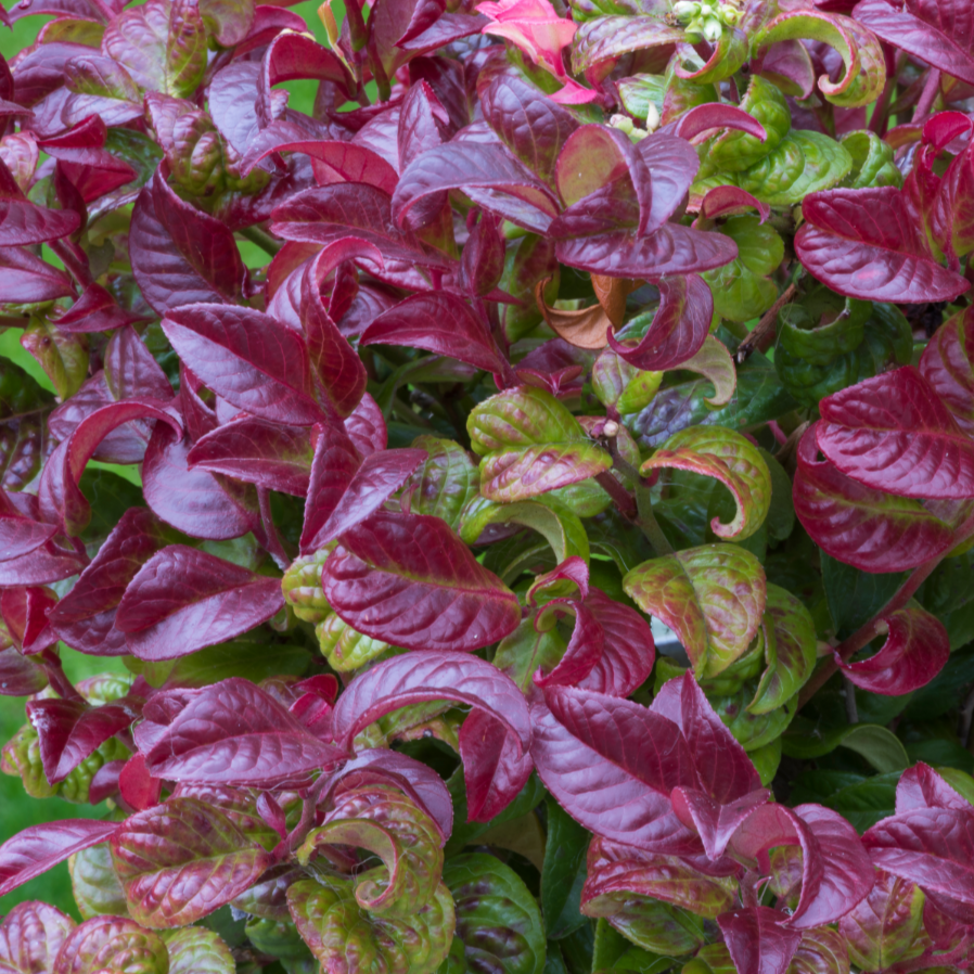 Leucothoe Twisting Red – Queens Garden Centre