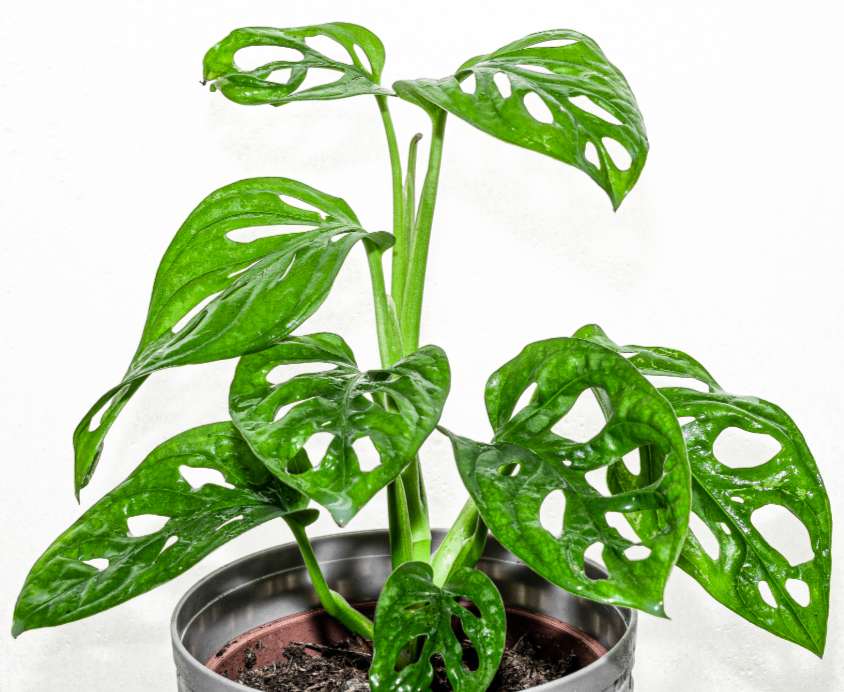 Buy Monstera Adansonii Online In Australia – Queens Garden Centre